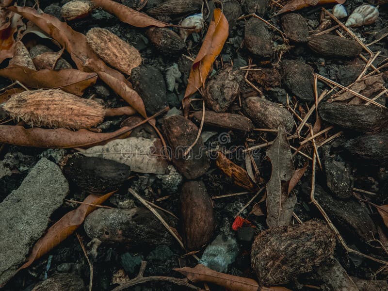 Piles of Mango Seeds and Other Objects Such As Dry Leaves, Stones and ...