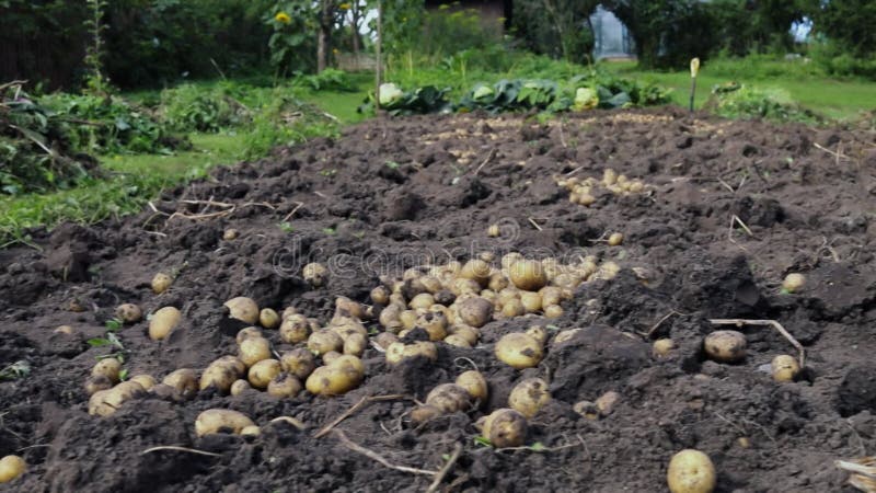 Piles of Potato are on Ground of Farm Field at Stock Video - Video of ...