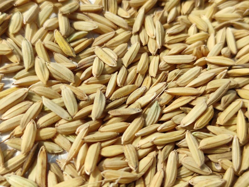 Piles of Rice Being Dried in the Sun. this Photo Was Taken in Indonesia ...