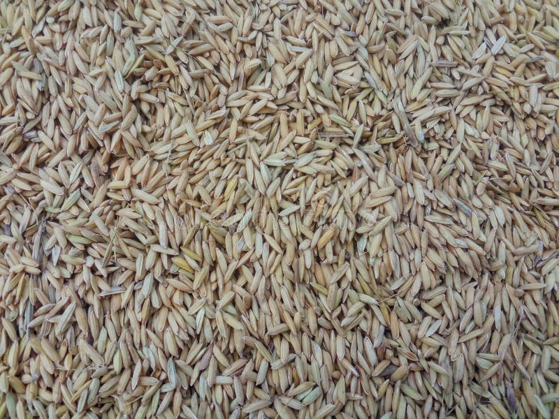 Piles of Rice are Being Dried in the Sun before Being Processed into ...