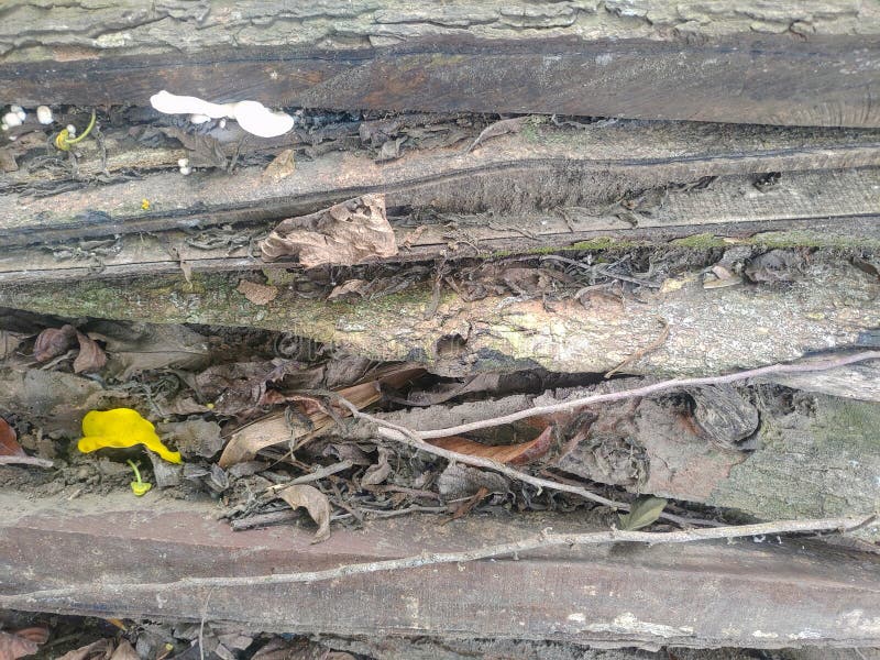 Piles of Rotting and Termite-eaten Wood Stock Photo - Image of macro ...