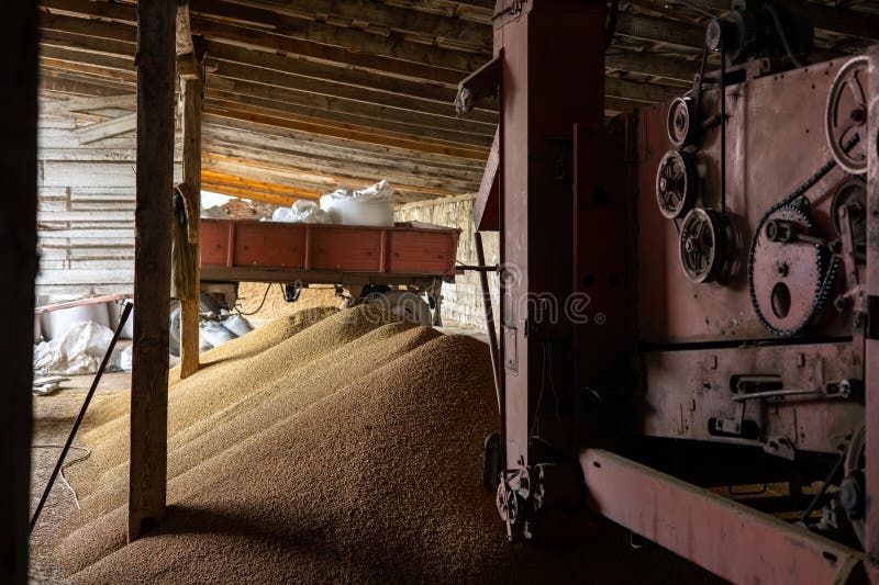 Piles and Sacks of Soybean Grains Drying at Mill Storage or Grain ...