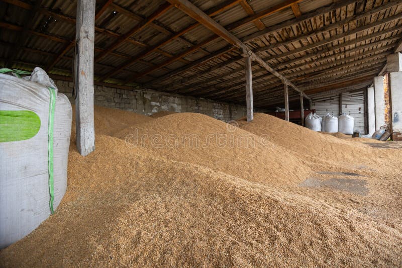 Piles and Sacks of Wheat Grains Drying at Mill Storage or Grain ...