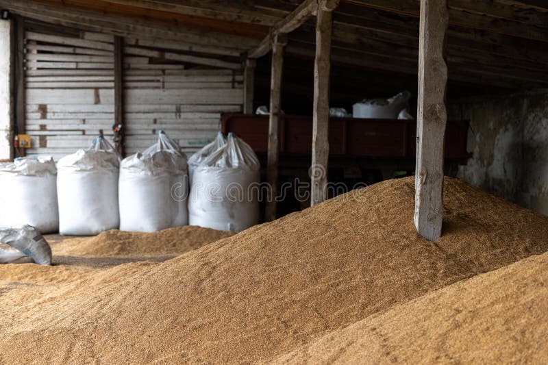Piles and Sacks of Wheat Grains Drying at Mill Storage or Grain ...