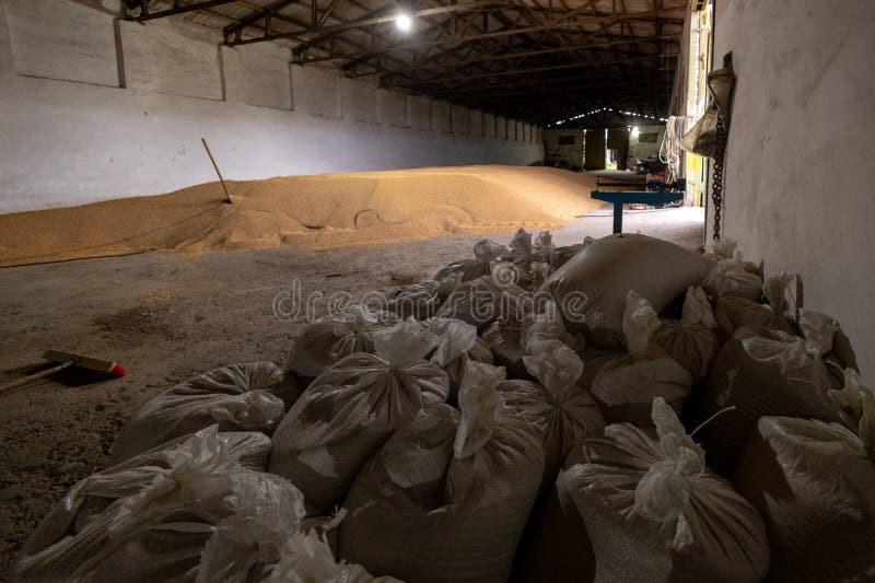 Piles and Sacks of Wheat Grains Drying at Mill Storage or Grain ...