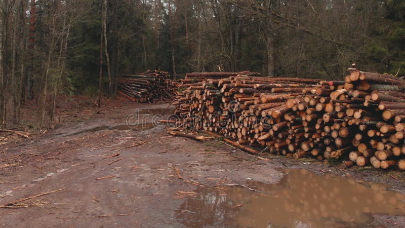 Piles of Sawn Logs of Trees in Forest Stock Photo - Image of ...