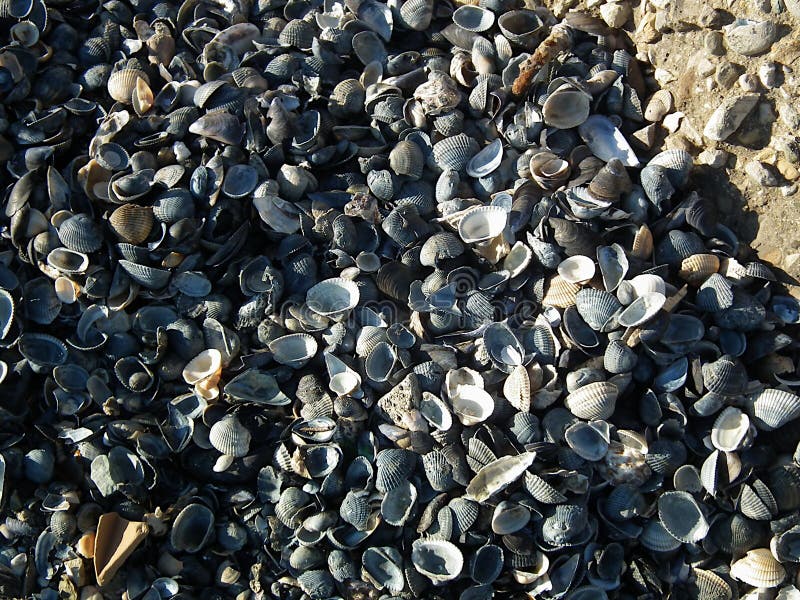 Piles of Shells on the Beach Over the Adriatic . Stock Photo - Image of ...