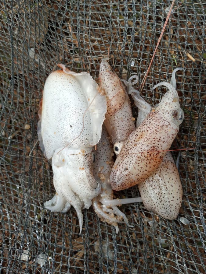 Piles of Small Cuttlefish on Top of Fishermen S Nets Stock Photo ...
