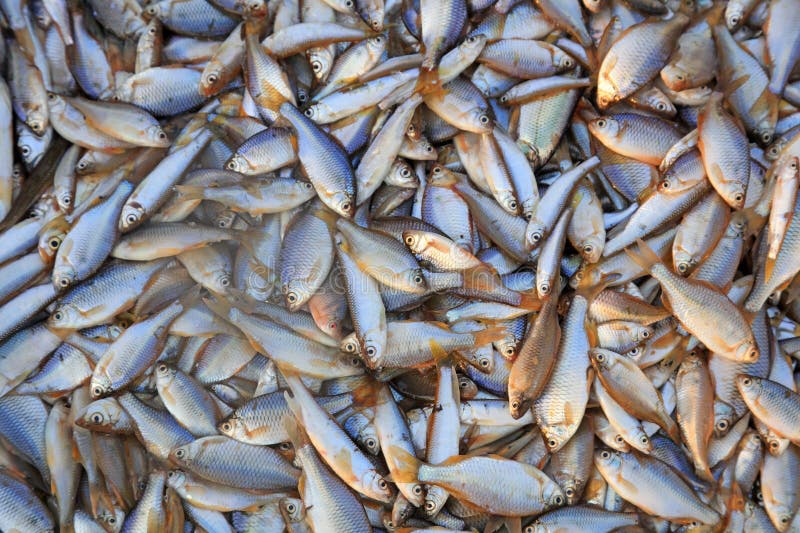 Piles of small fish stock photo. Image of freshness - 365789370