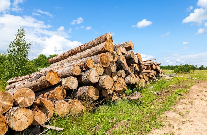 Piles of Timber Along the Forest Road Stock Image - Image of detail ...