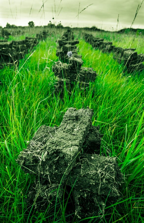 Turf on a bog in ireland stock photo. Image of flower - 100432304