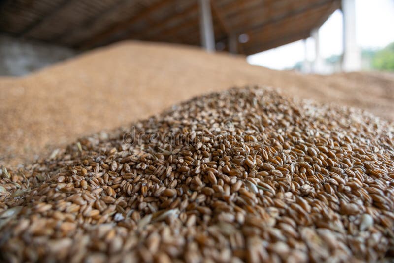 Piles of Wheat Grains at Mill Storage or Grain Elevator. the Main ...