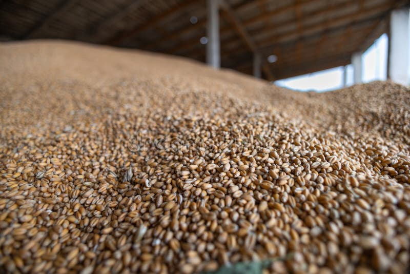 Piles of Wheat Grains at Mill Storage or Grain Elevator. the Main Commodity Group in the Food ...