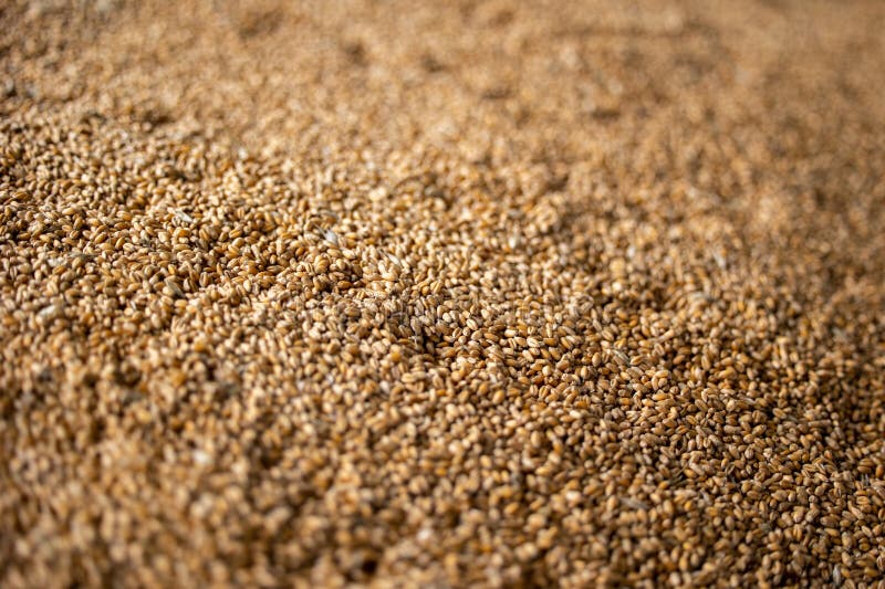 Piles of Wheat Grains at Mill Storage or Grain Elevator. the Main ...