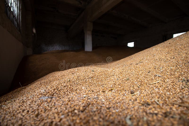 Piles of Wheat Grains at Mill Storage or Grain Elevator. the Main ...