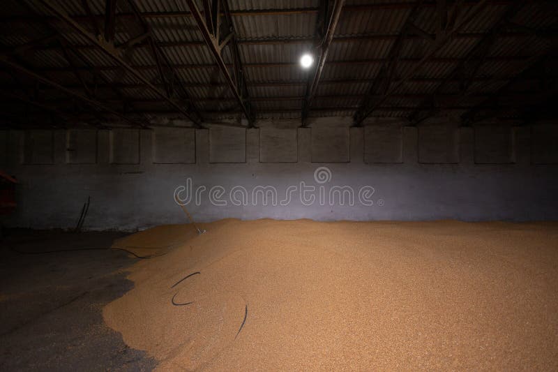 Piles of Wheat Grains at Mill Storage or Grain Elevator. the Main ...