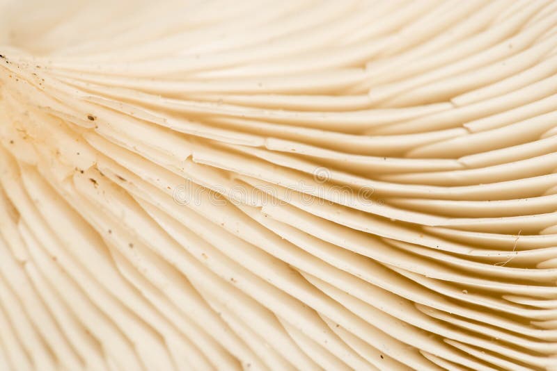 Pileus As Background. Macro Stock Photo - Image of cantharellus ...