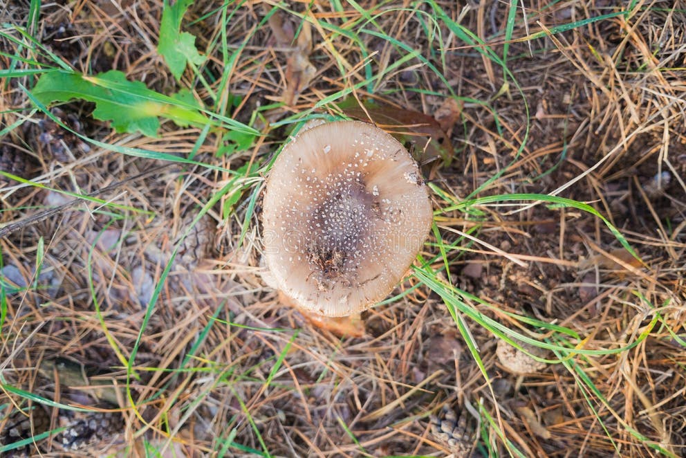 Pileus stock image. Image of cooking, macro, plant, pileus - 79035705