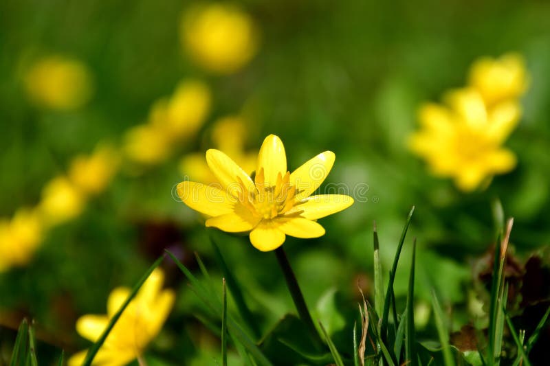 Pilewort Flower Spring German Garden Stock Photos - Free & Royalty-Free ...