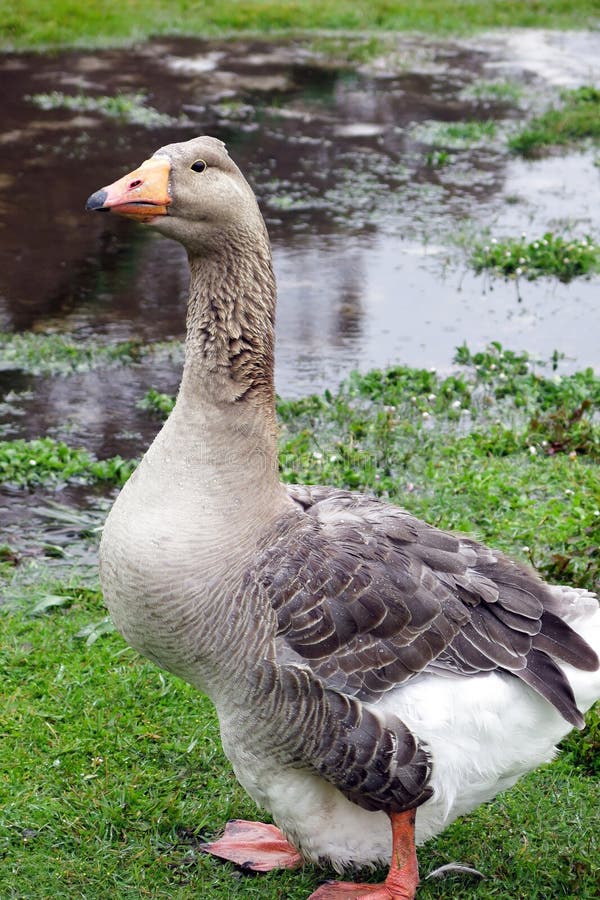 Pilgrim Goose stock photo. Image of farm, goose, pilgrim - 37545008