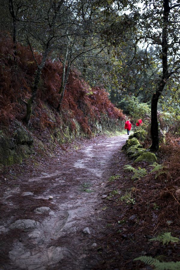 Pilgrims Walk through the Fall Forest on the Way of St. James. Stock ...