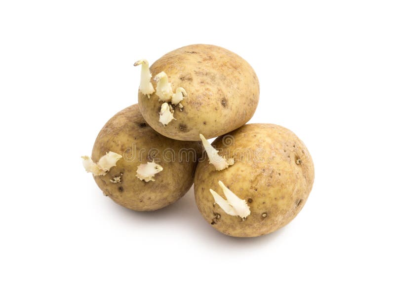 Pilha Das Batatas Com Brotos Foto de Stock - Imagem de grupo, branco ...