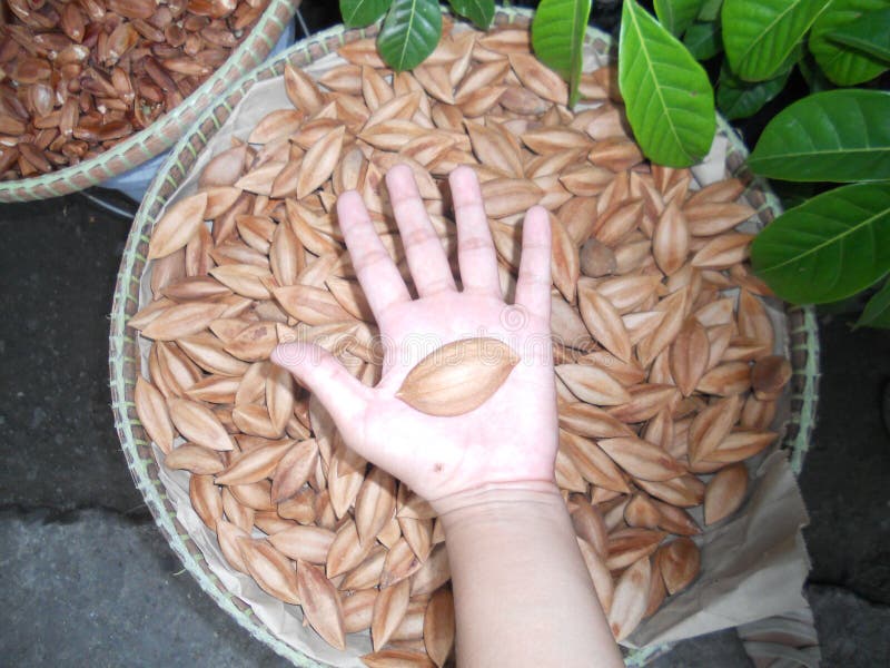 Pili Nuts stock image. Image of pilinuts, shell, nuts - 117561847