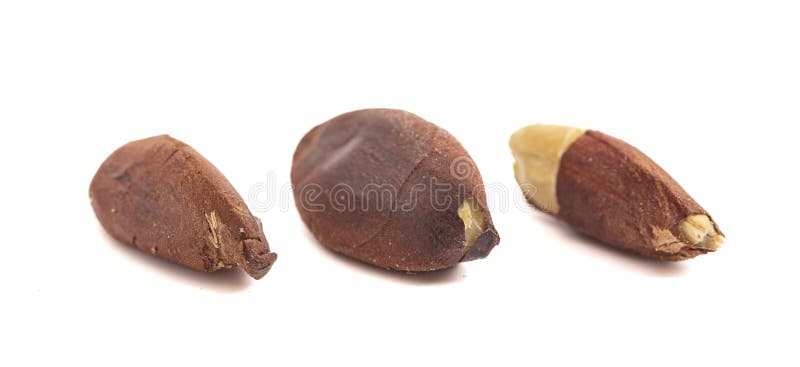 Pili Nuts from the Philippines Isolated on White Background Stock Image ...