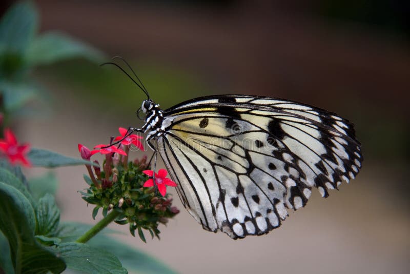 Pili Palas Butterfly Farm stock photo. Image of isle - 14817258
