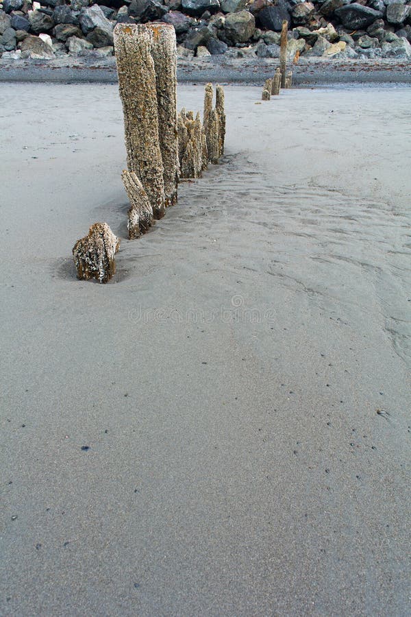 Pilings in Sand stock image. Image of sand, pilings, broken - 48338543
