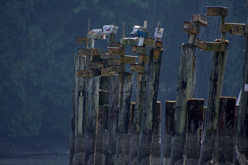 Pilings in Tod Inlet Topped with Nesting Boxes for Purple Martins in ...