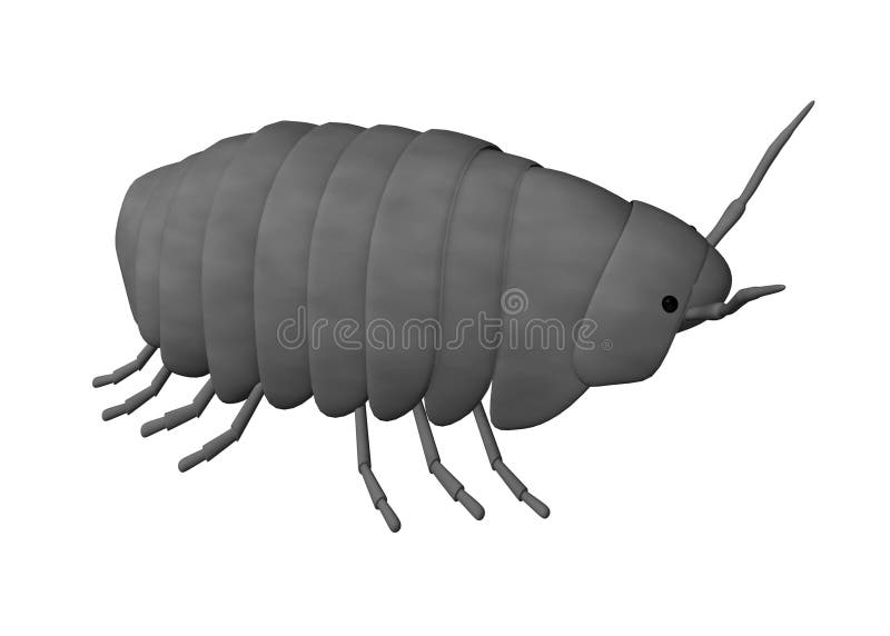 Pill bug stock illustration. Illustration of graphics - 11961973