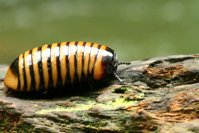 Pill bug stock photo. Image of insect, exoskeleton, defense - 18388958