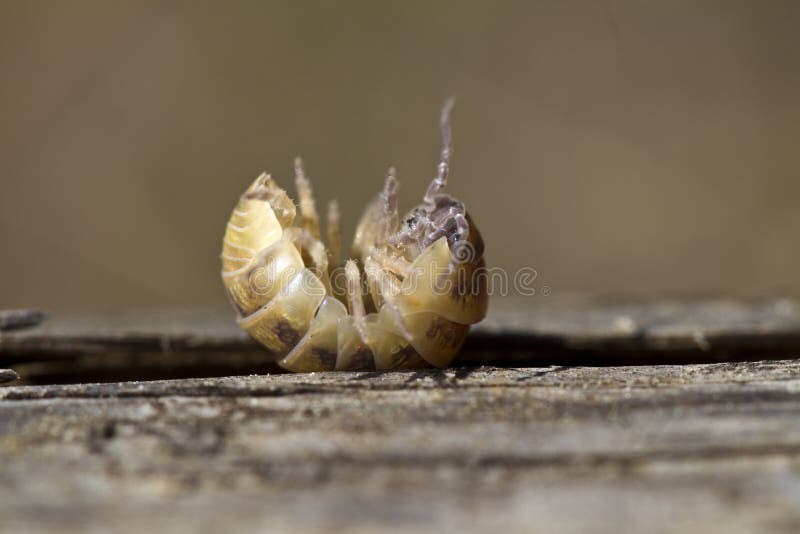 Pill bug stock image. Image of wood, upside, pest, close - 105942621