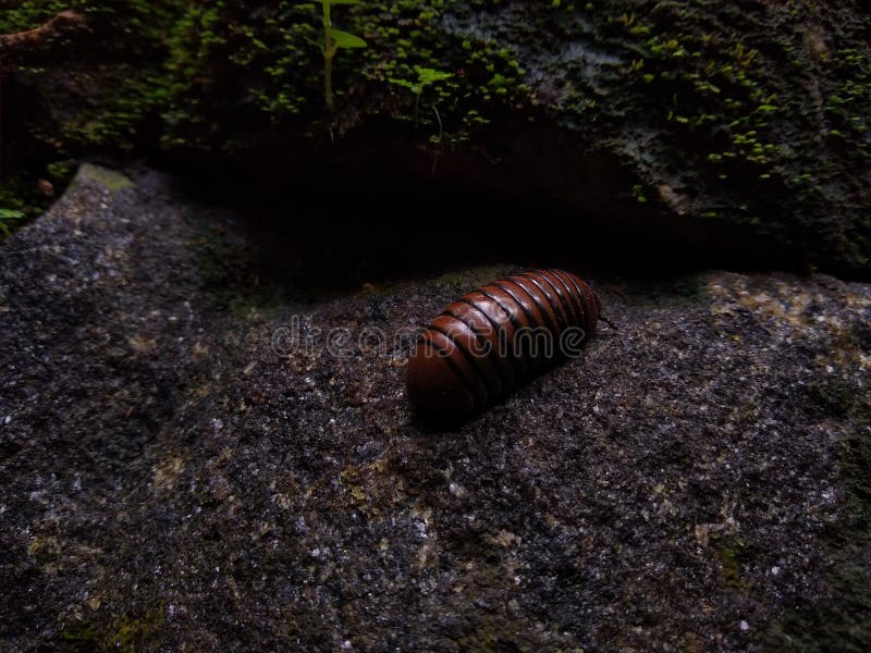 Top view of a millipede stock image. Image of body, nature - 10321825