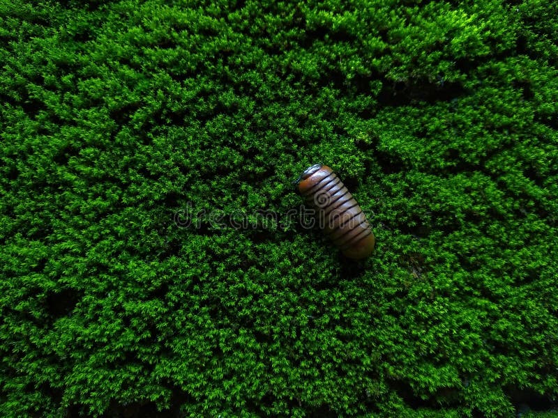 Pill Millipede on Green Moss Background, Close-up View Stock Photo ...
