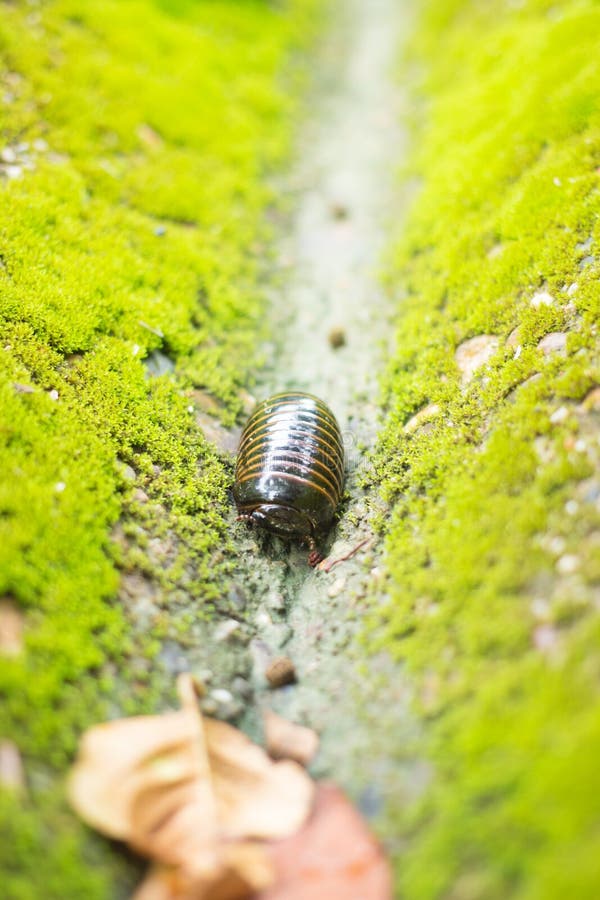 Pill Millipede in Tropical Forest Stock Photo - Image of floor ...