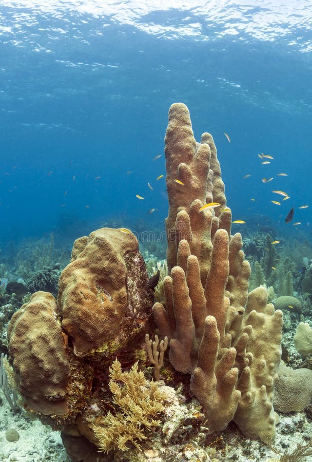 Pillar Coral (Dendrogyra Cylindricus) Stock Photo - Image of fish, reef ...