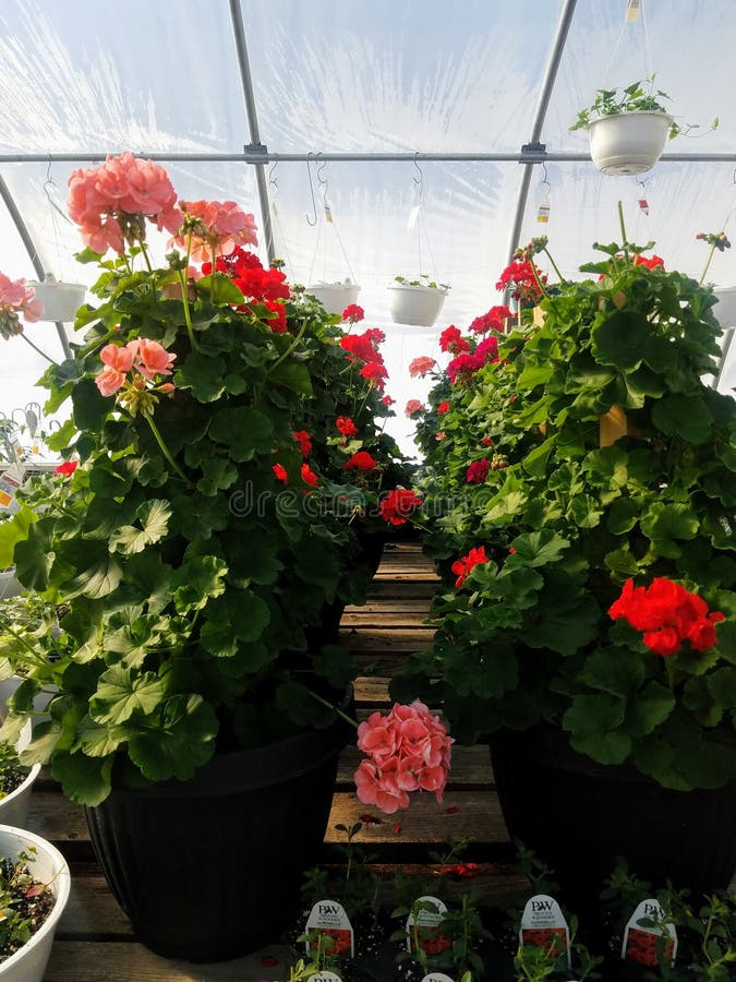 Pillar Geraniums Growing at the Cherry Greenhouse Editorial Stock Image ...
