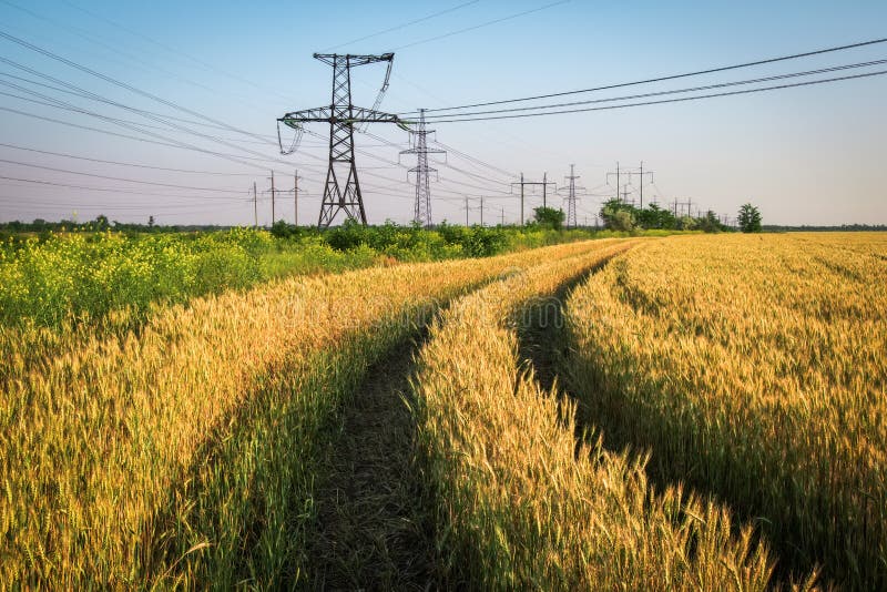 Pillars of Line Power Electricity among the Wheat Fields with Road ...