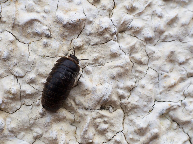 Pillbug Climbing Wall - Armadillidium Stock Photo - Image of climbing ...