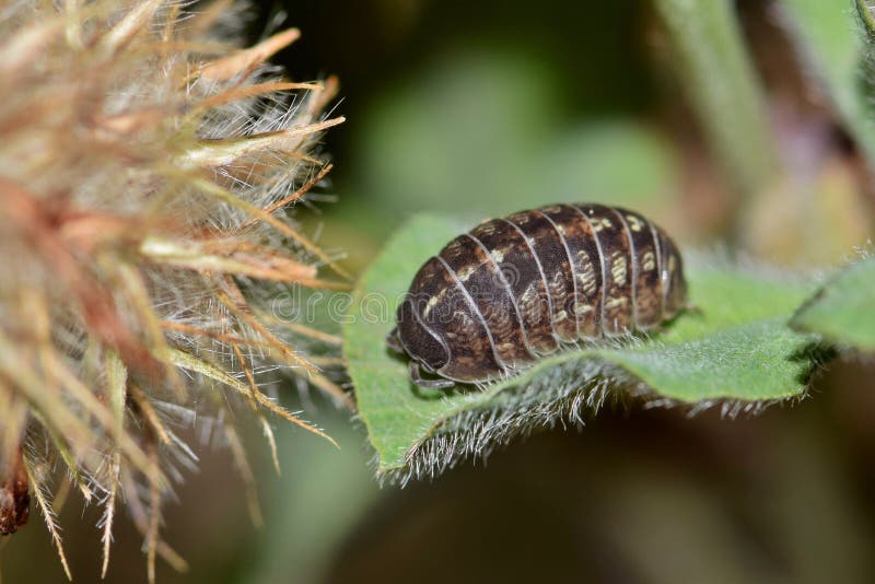 Stem Isopod Stock Photos - Free & Royalty-Free Stock Photos from Dreamstime