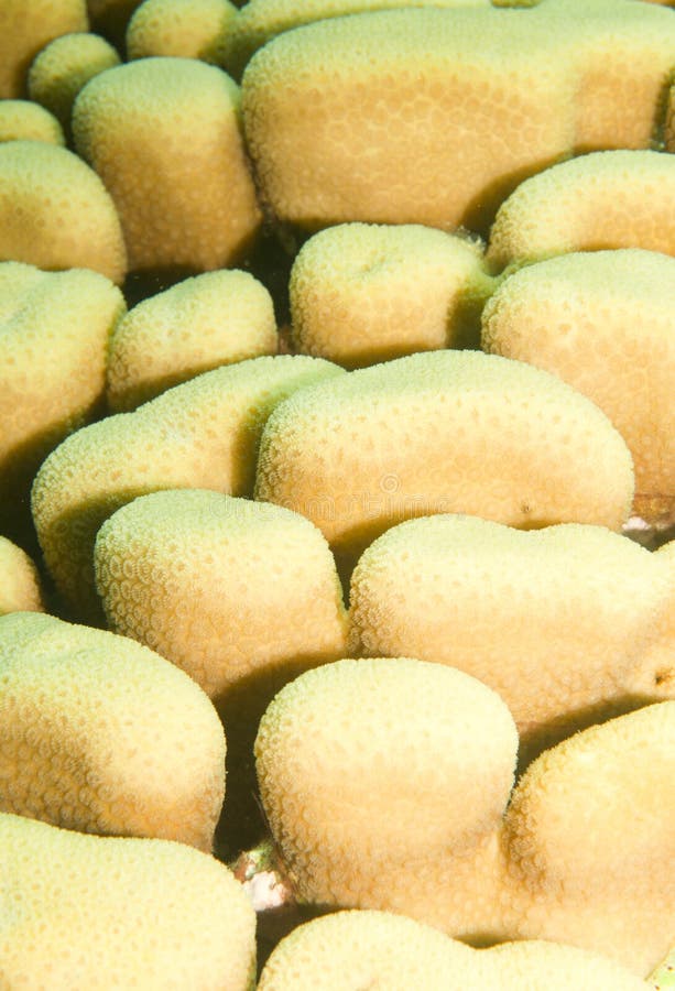 Piller coral stock photo. Image of ocean, coral, animal - 15906790