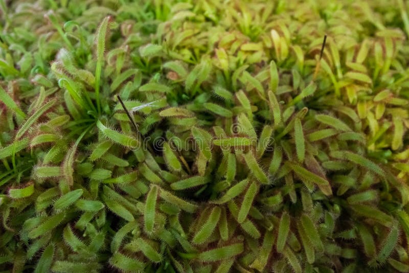 227 Buga Plant Stock Photos - Free & Royalty-Free Stock Photos from ...