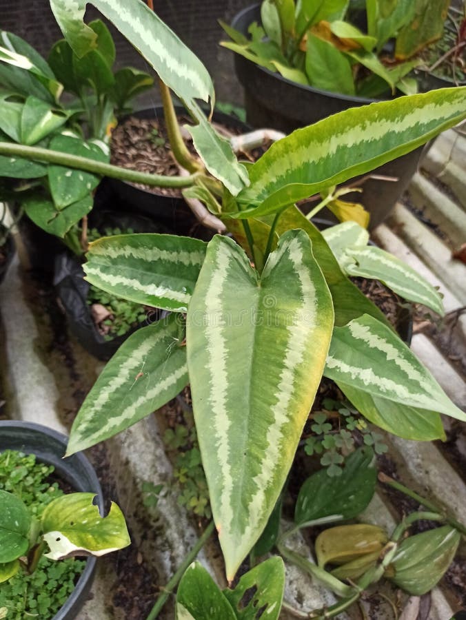 Pillow plant stock image. Image of food, herb, jungle - 205032709