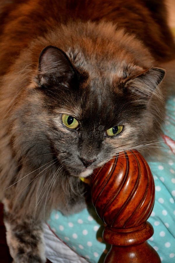 Pillowless Rest stock photo. Image of greeneyes, rest - 126406460