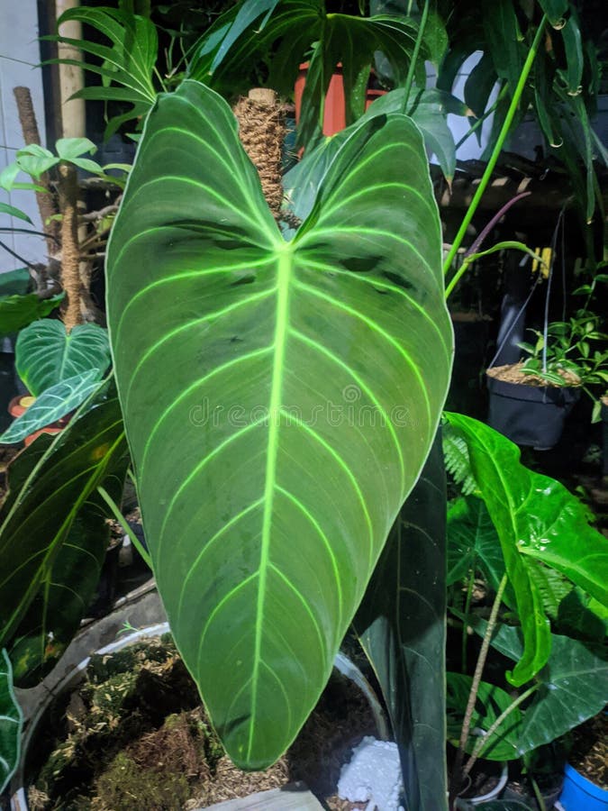 Pilodendron Tree Stock Photos - Free & Royalty-Free Stock Photos from ...