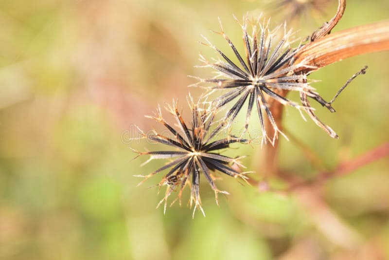 Bidens Pilosa Blackjack Beggarticks Peludos Beggarticks Bunga Ketul ...