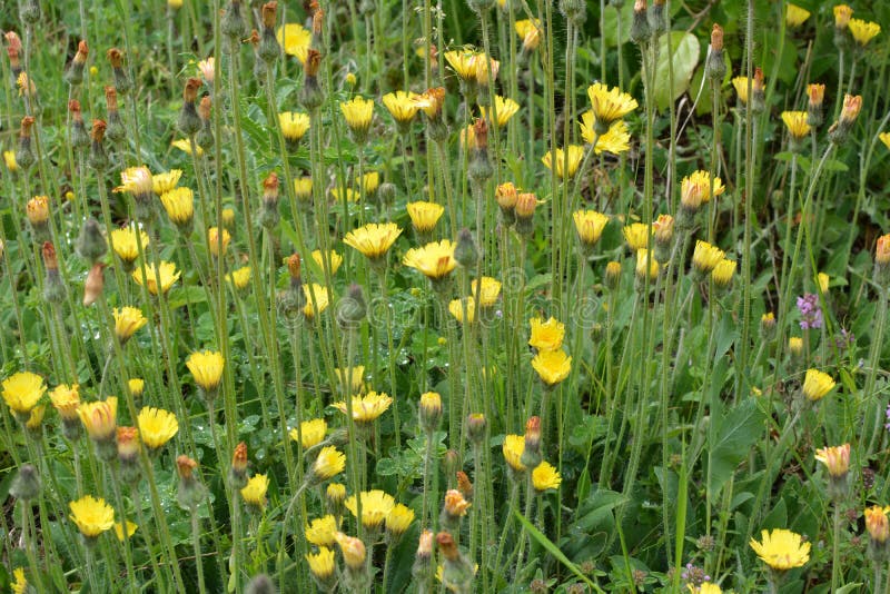 Pilosella Officinarum Grows in the Wild Stock Image - Image of ...