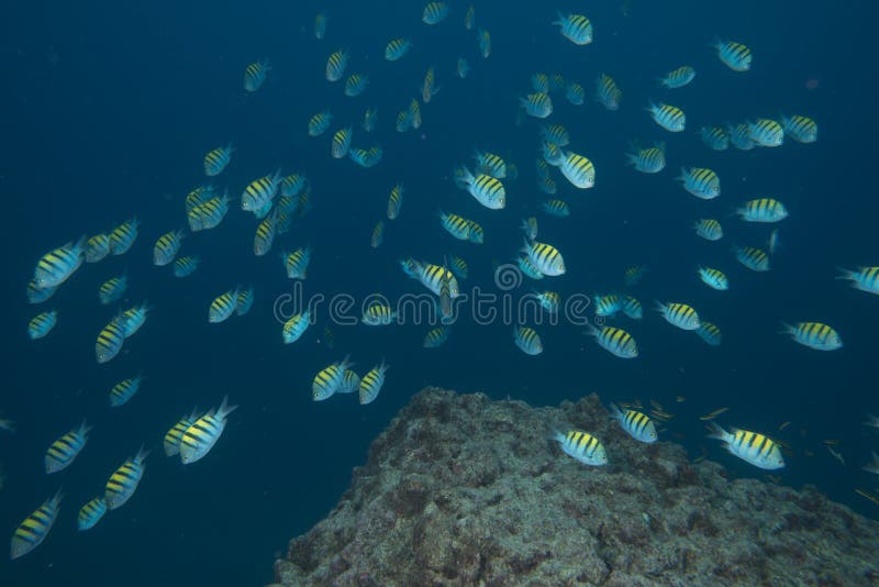 Pilot fish while diving stock image. Image of gold, stripes - 35663939